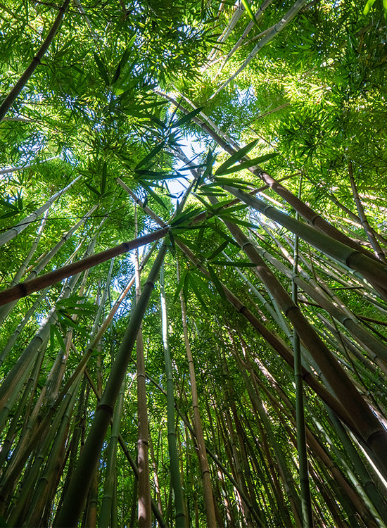 Bamboo Fiber Pulp – bloomoon