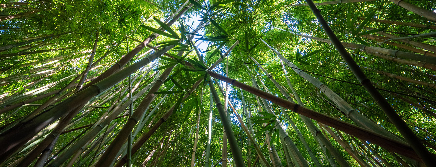 Bamboo Fiber Pulp – bloomoon
